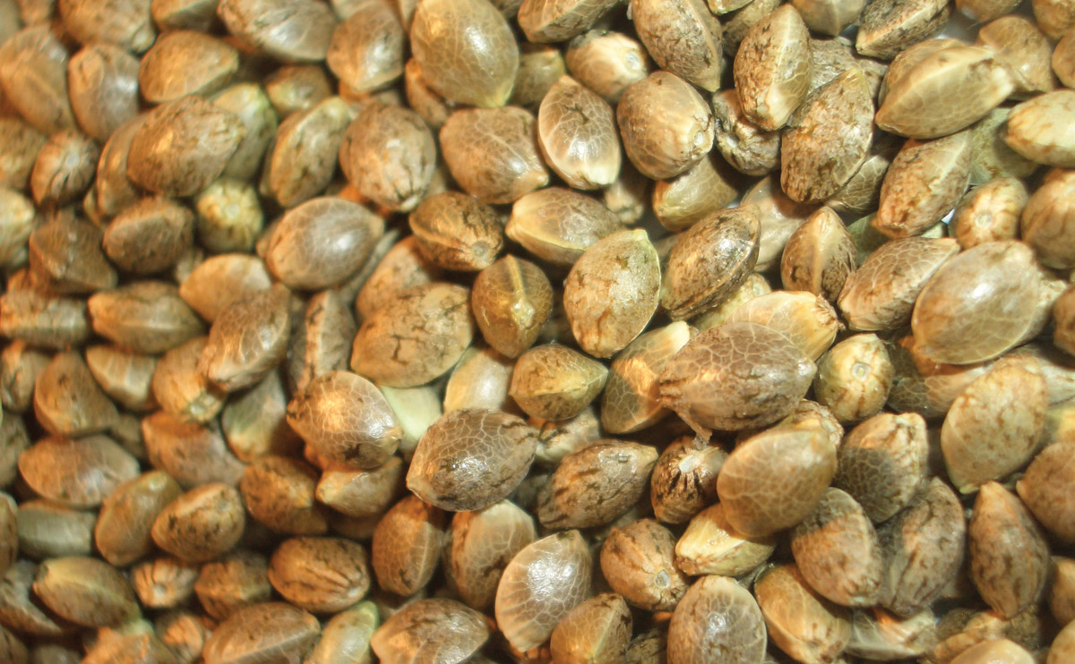 Health Facts Around Cannabis Seeds Health Facts Around Cannabis Seeds