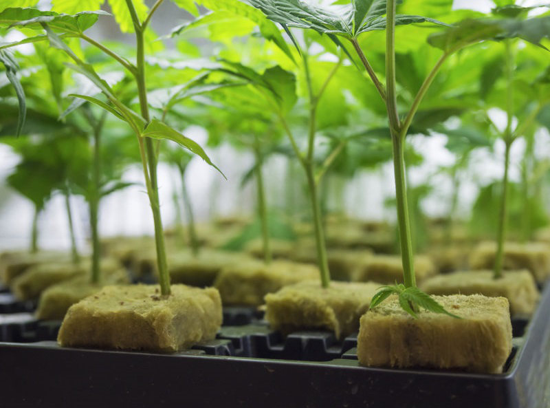 Hydroponics Marijuana Growing – Important Matters to Know