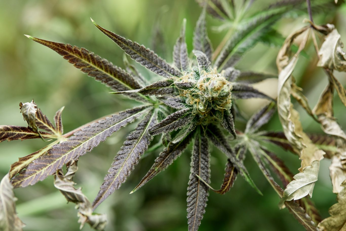 Growing Cannabis Plants: Identifying and Treating Bud Rot | Marijuana ...